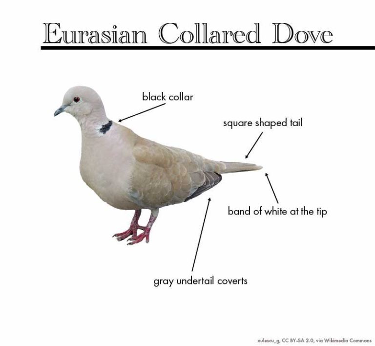 Outdoor Illinois Journal: Do You Know Your Doves?