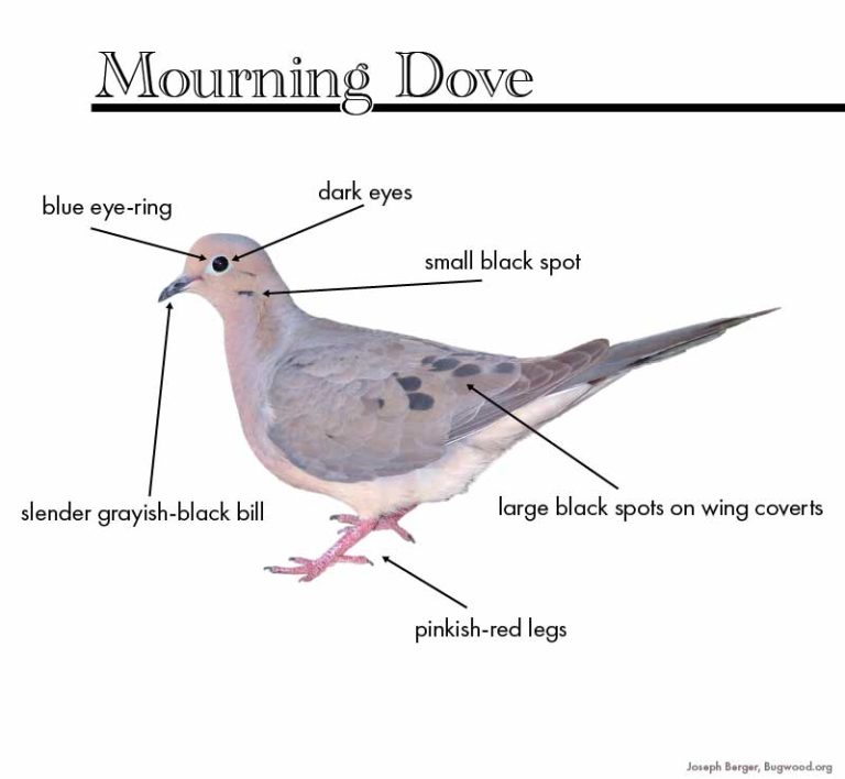 Outdoor Illinois Journal: Do You Know Your Doves?