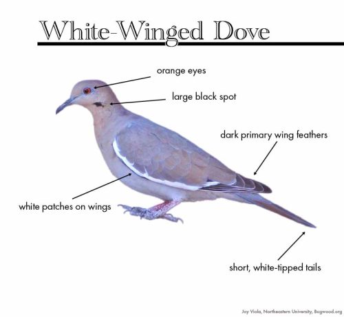 Outdoor Illinois Journal: Do You Know Your Doves?