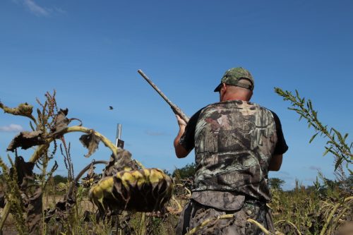 Outdoor Illinois Journal: Do You Know Your Doves?