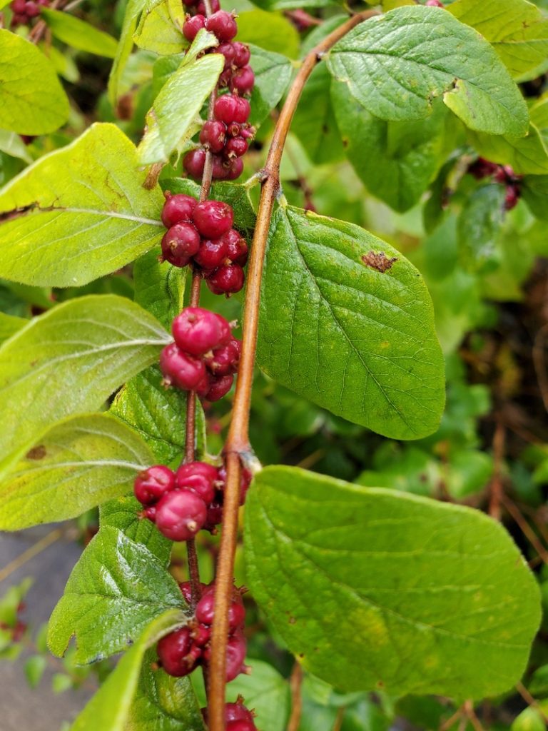 Outdoor Illinois Journal: The Native Coralberry and an Unwanted Lookalike