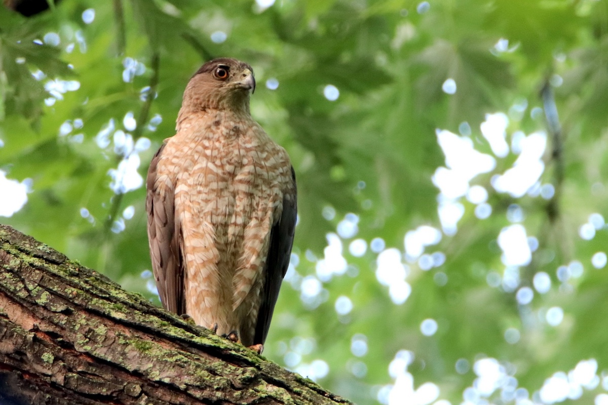 Outdoor Illinois Journal: Disease Dynamics in Birds at the Top of the ...