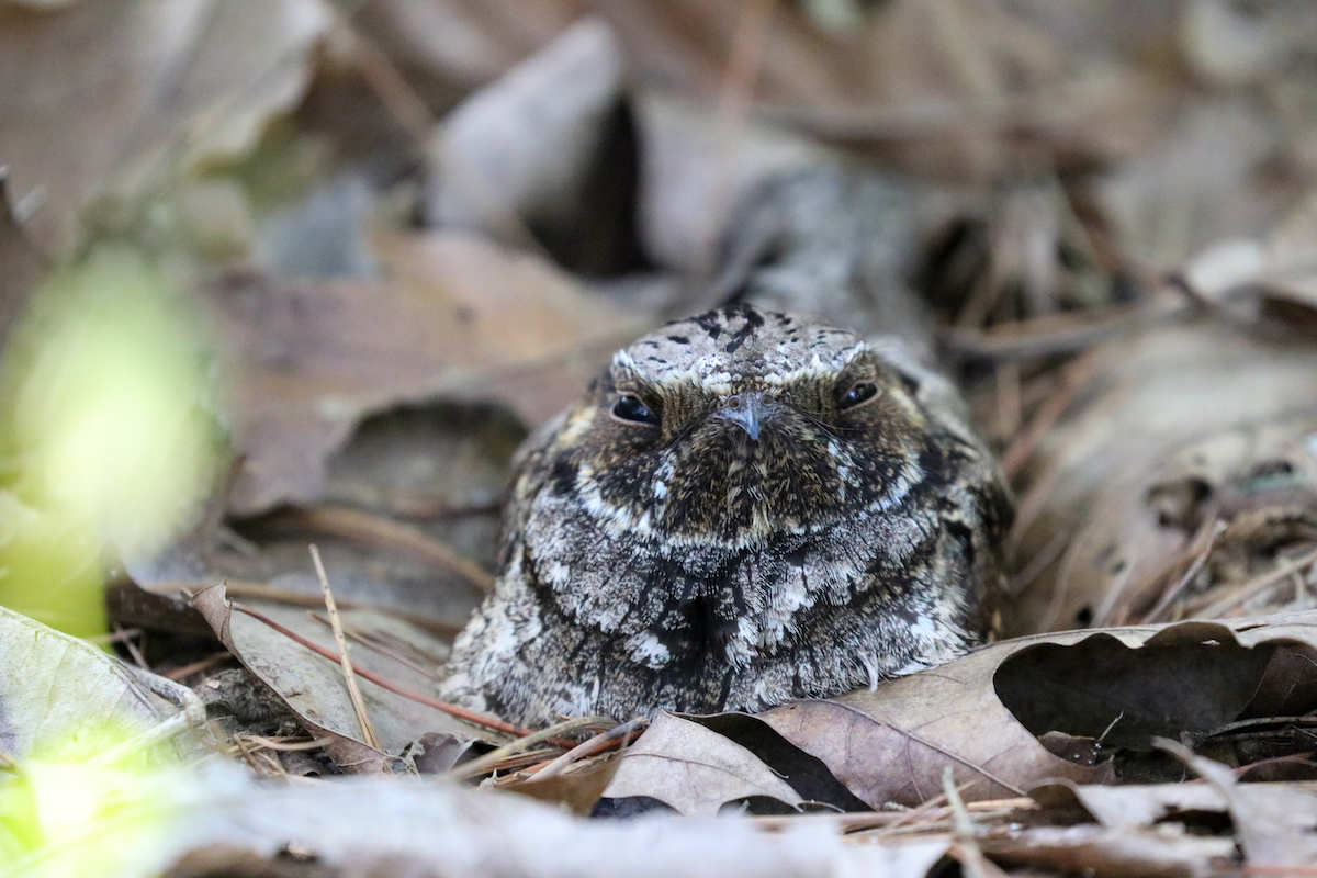 Outdoor Illinois Journal: Loss of Whip-poor-wills in Illinois