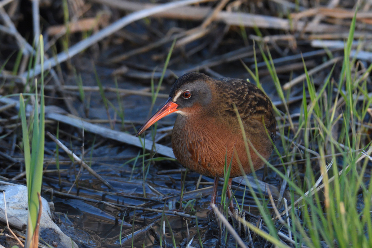 Outdoor Illinois Journal: Tracking Secretive Marsh Birds