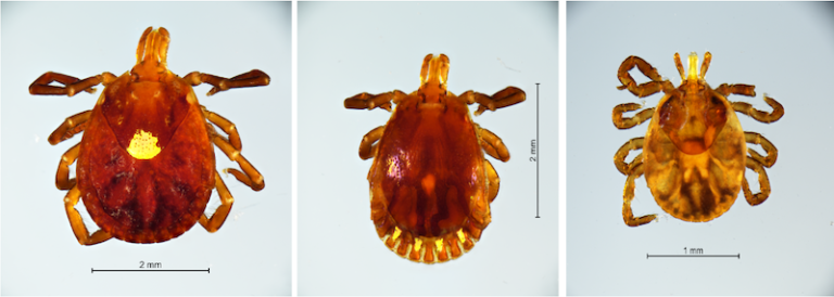 Outdoor Illinois Journal: Ticks in Illinois: The rising risk of ...