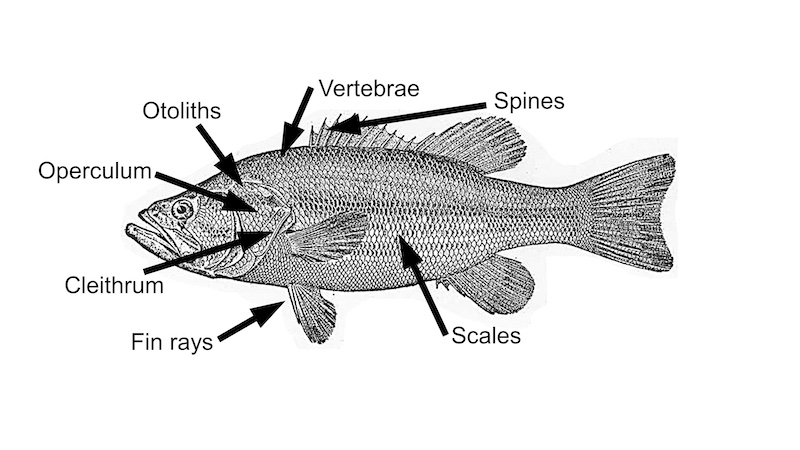 Outdoor Illinois Journal: It’s All In Their Heads – What We Can Learn ...