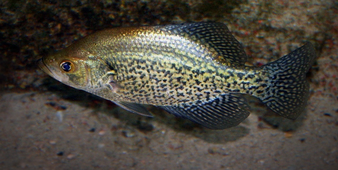 Outdoor Illinois Journal: It’s All In Their Heads – What We Can Learn ...