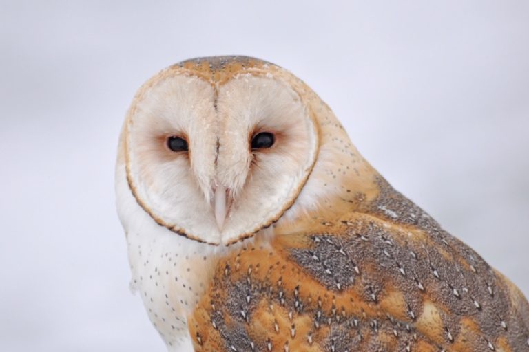 Outdoor Illinois Journal: The Barn Owl—Ghost of the Night