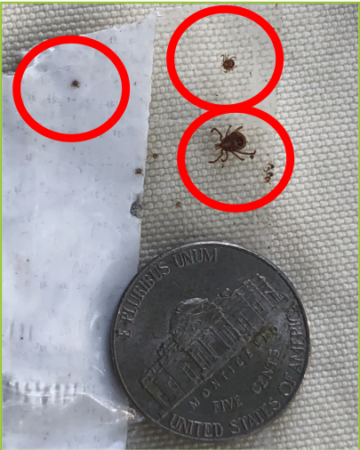 Outdoor Illinois Journal: Understanding Alpha-Gal Syndrome: A Closer ...