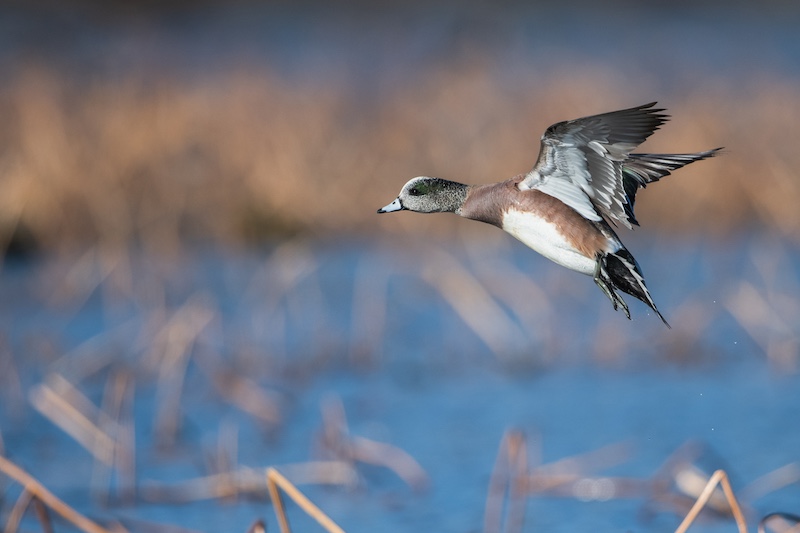 Simplifying Duck ID with GISS