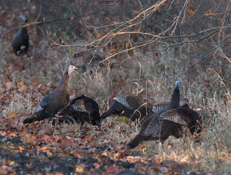 NWTF, Our Fiftieth and Beyond