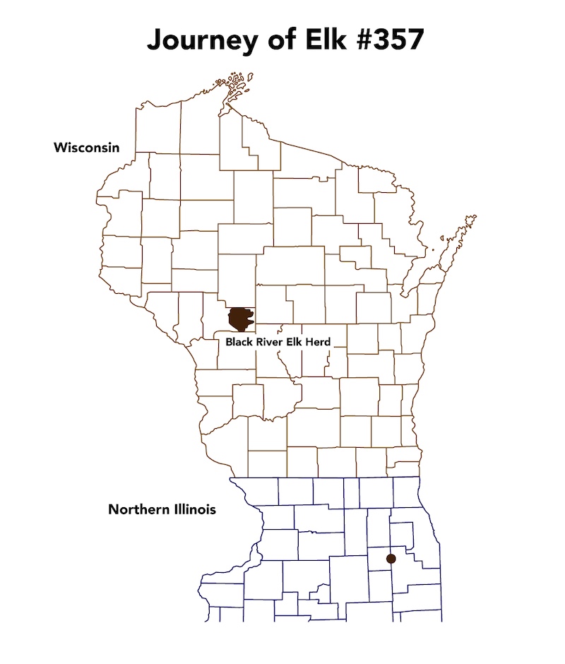 Outdoor Illinois Journal: Wapiti Walkabout