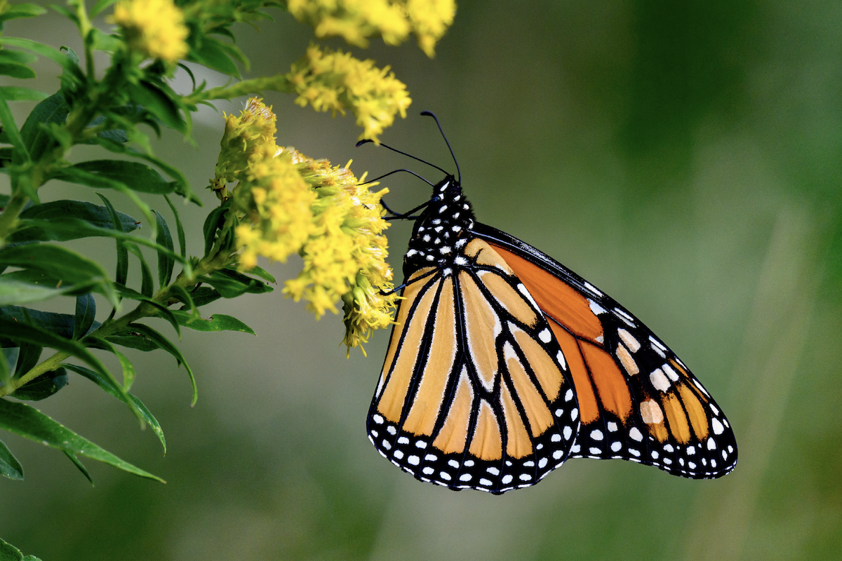 Outdoor Illinois Journal: A Brighter, Greener Future for Illinois: The ...