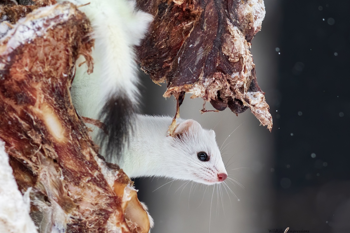 Outdoor Illinois Journal: Winter Adaptations: New fur coat and ...