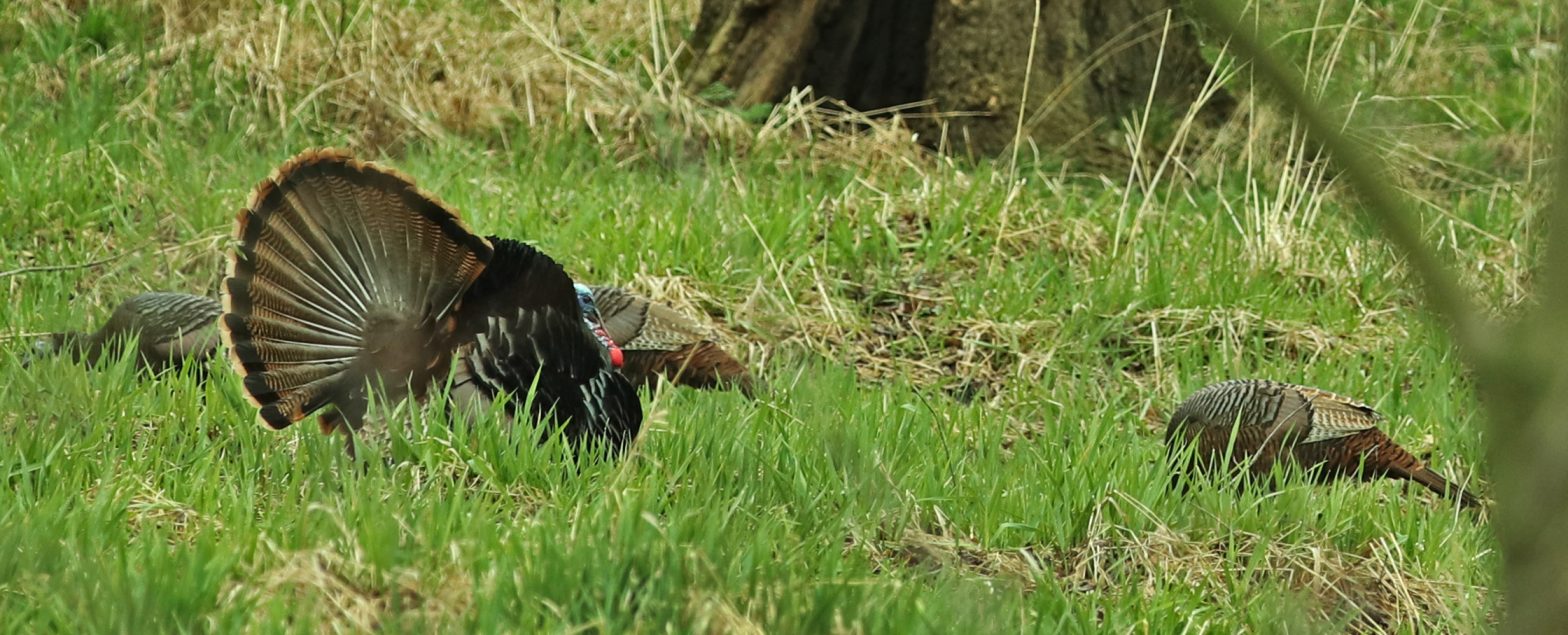 Outdoor Illinois Journal: The Excitement and Challenge of Spring Turkey ...