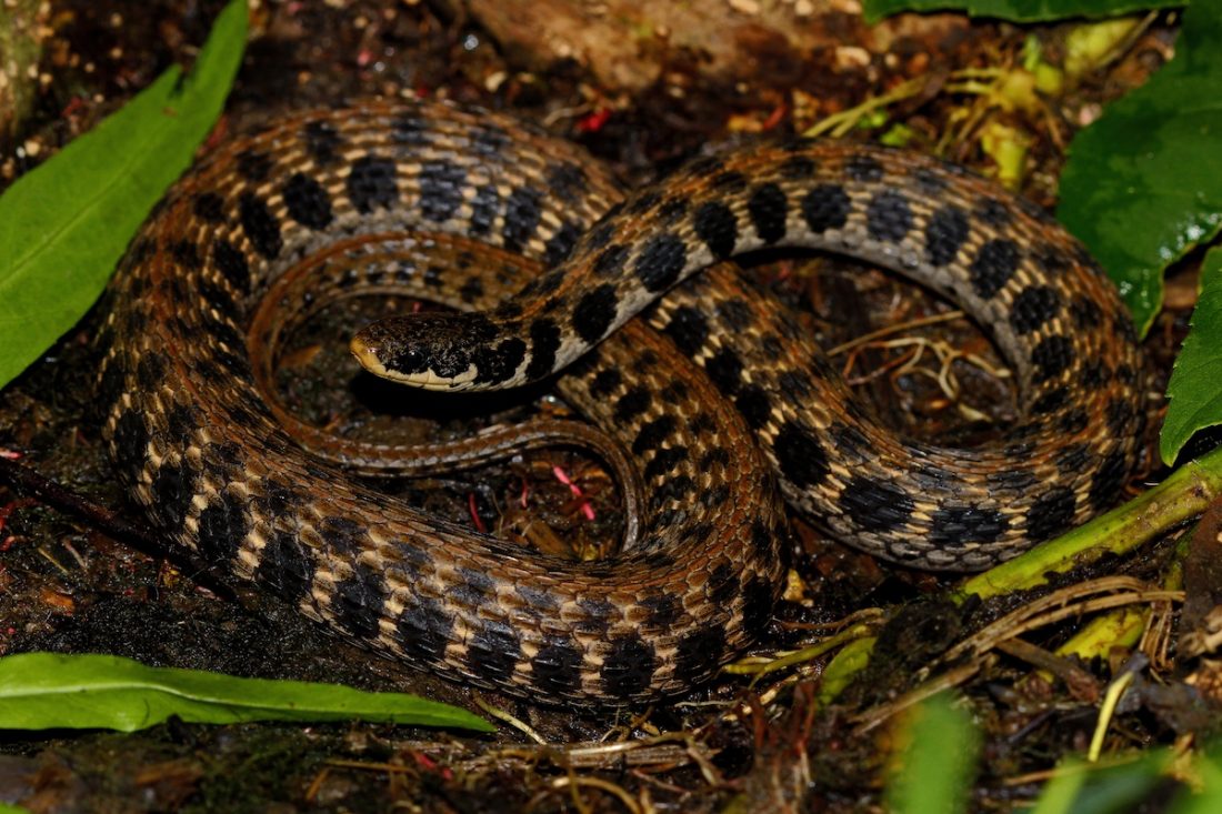 Conservation of Kirtland’s Snake – A Wet Prairie Species Specialist