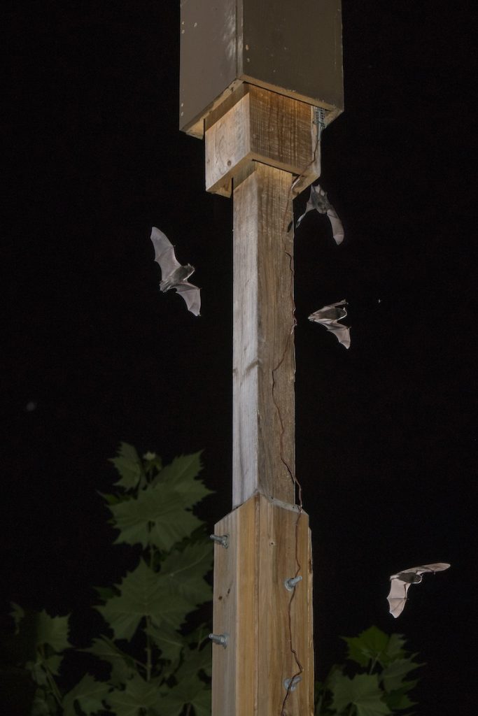 Outdoor Illinois Journal: Considering Artificial Roosts as Bat Habitat