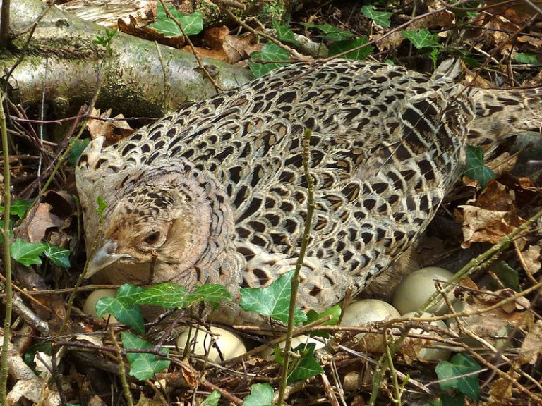 Outdoor Illinois Journal: Safe Nest Cover, The Key to Sustaining Ring ...