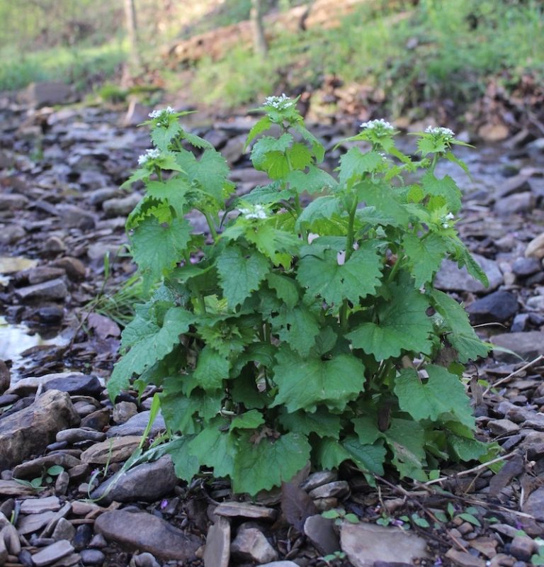 Outdoor Illinois Journal: The Do’s and Don’ts for Management Invasive ...