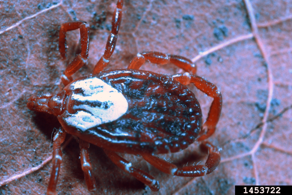 Outdoor Illinois Journal: Community-Engaged Passive Tick Surveillance ...