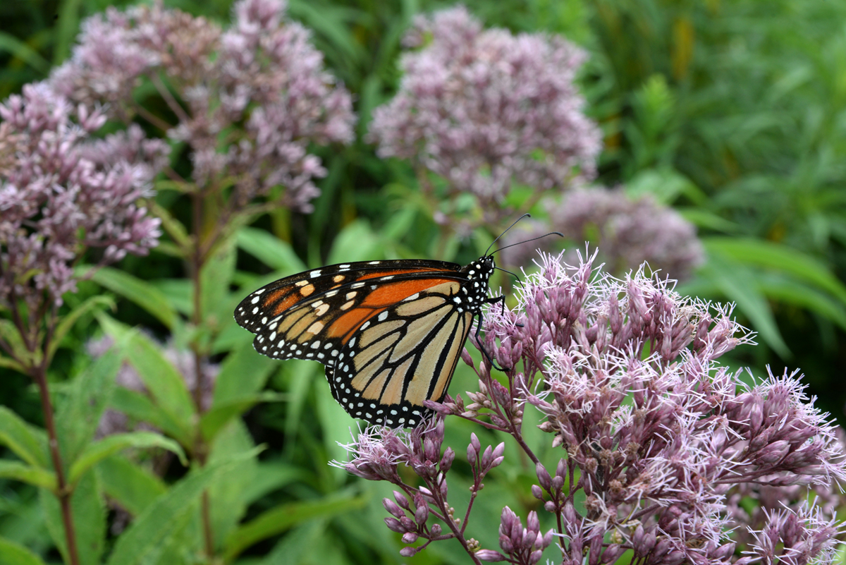 Outdoor Illinois Journal: The Illinois Pollinators Website is the Bee’s ...