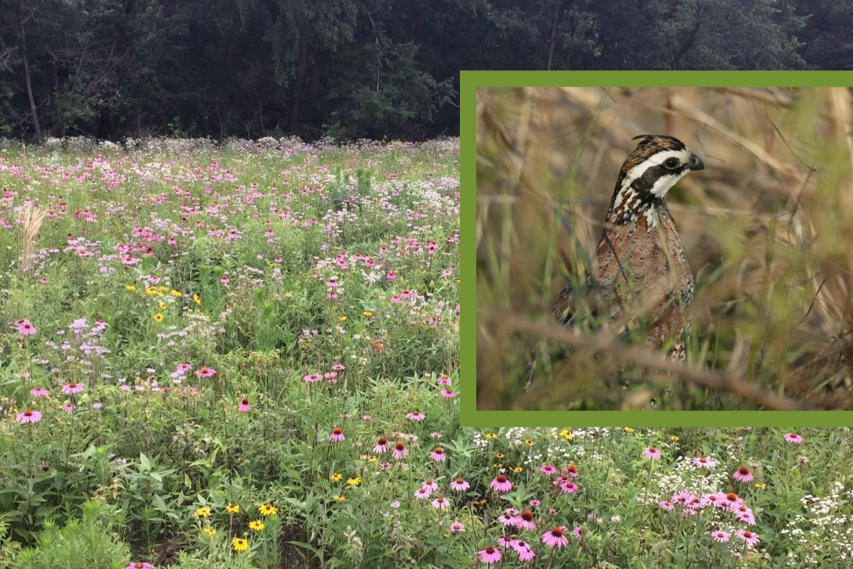 Outdoor Illinois Journal: Quail Comeback