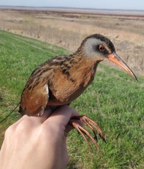 Outdoor Illinois Journal: Understanding the Spring Migration Ecology of ...