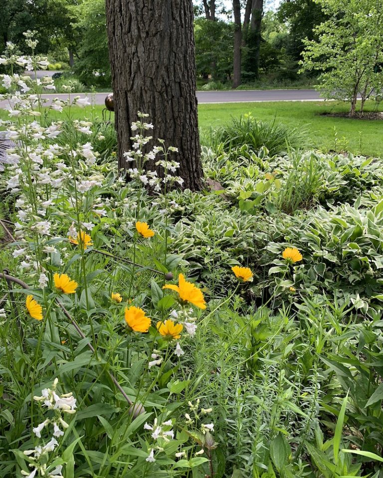 Outdoor Illinois Journal: A Gardener’s Journey Toward Using More Native ...