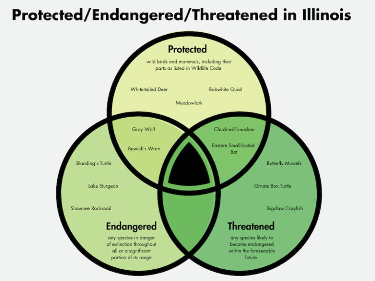 Outdoor Illinois Journal: Protected, Endangered or Threatened ...