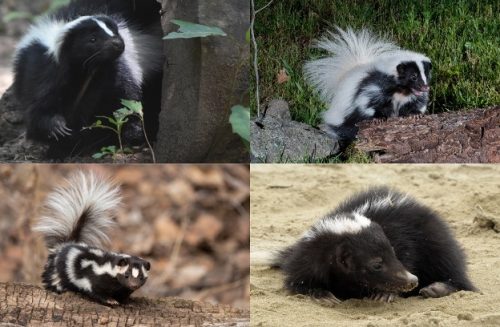 Outdoor Illinois Journal: Skunks Have a Complicated Relationship with ...