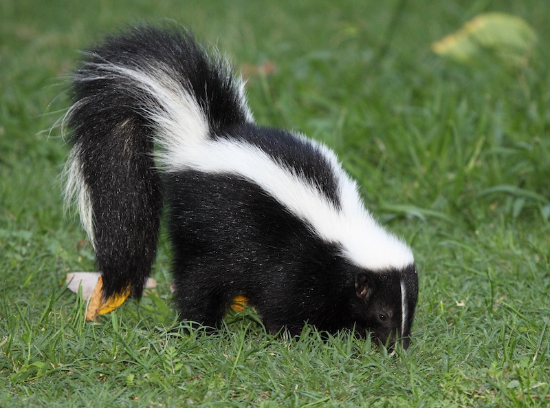 Outdoor Illinois Journal: Skunks Have a Complicated Relationship with ...
