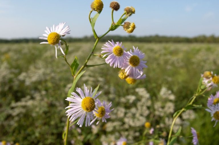 Outdoor Illinois Journal: Illinois’ River-based Natural Divisions ...