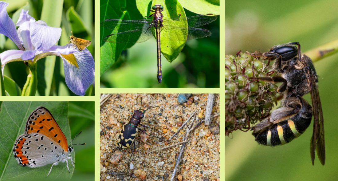 Outdoor Illinois Journal: Illinois’ River-based Natural Division: Upper ...