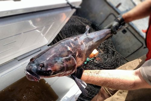 Outdoor Illinois Journal: Black Carp in Illinois: An invasive threat to ...