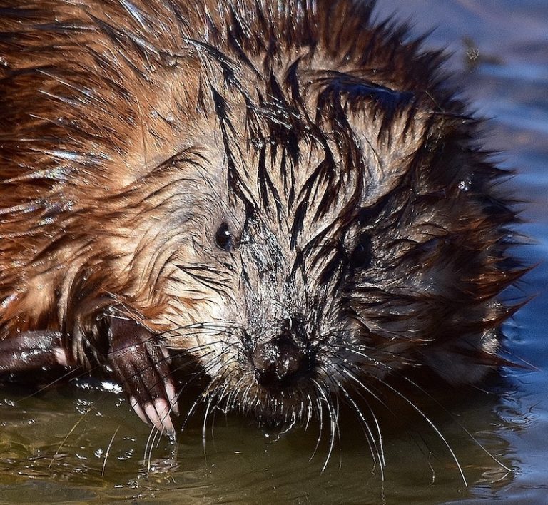 Outdoor Illinois Journal: The Muskrat, A Wetland Architect