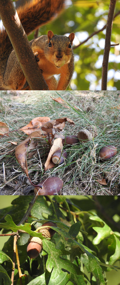 Outdoor Illinois Journal: A Society of Acorn Relocators