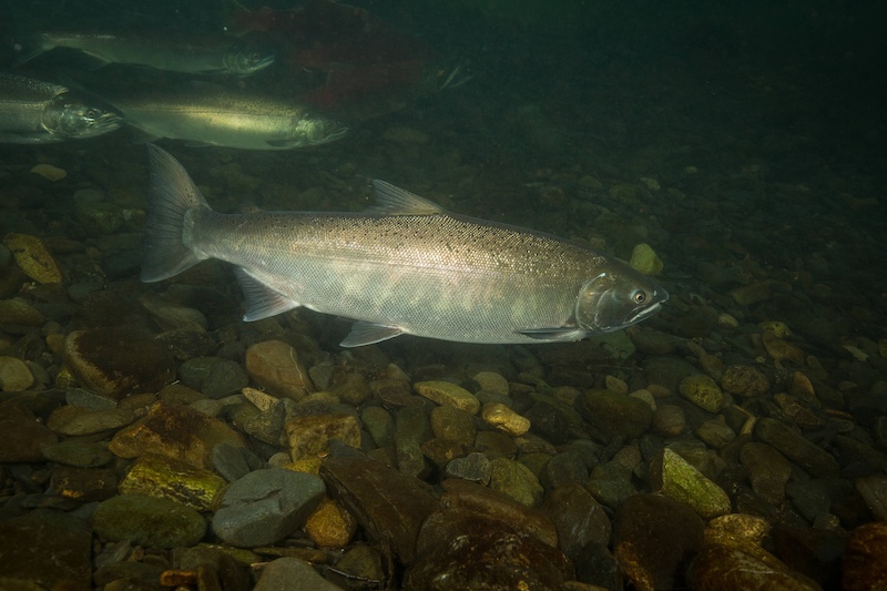 Outdoor Illinois Journal: Snagging Salmon, A Fall Tradition