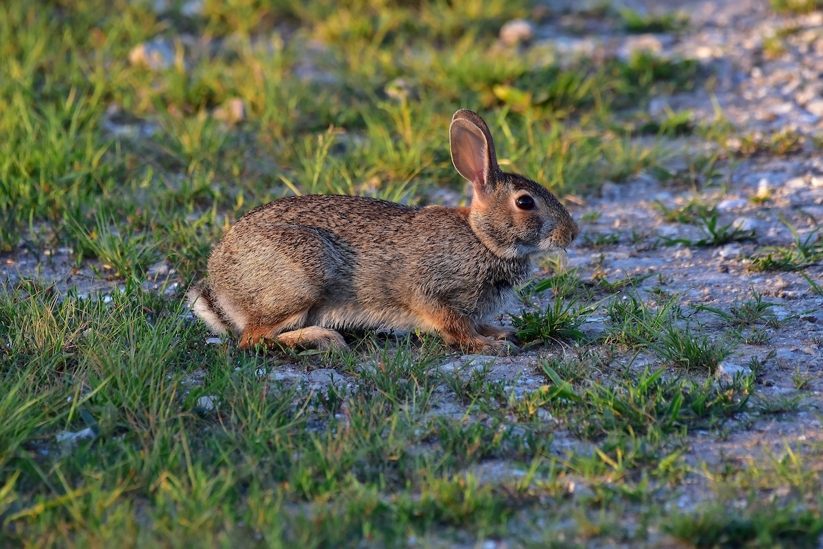 Outdoor Illinois Journal: Quality Habitat Vital for Building Rabbit Numbers