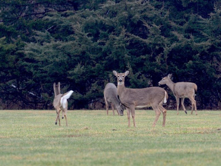 Outdoor Illinois Journal: Why Are Deer So Successful in Illinois?