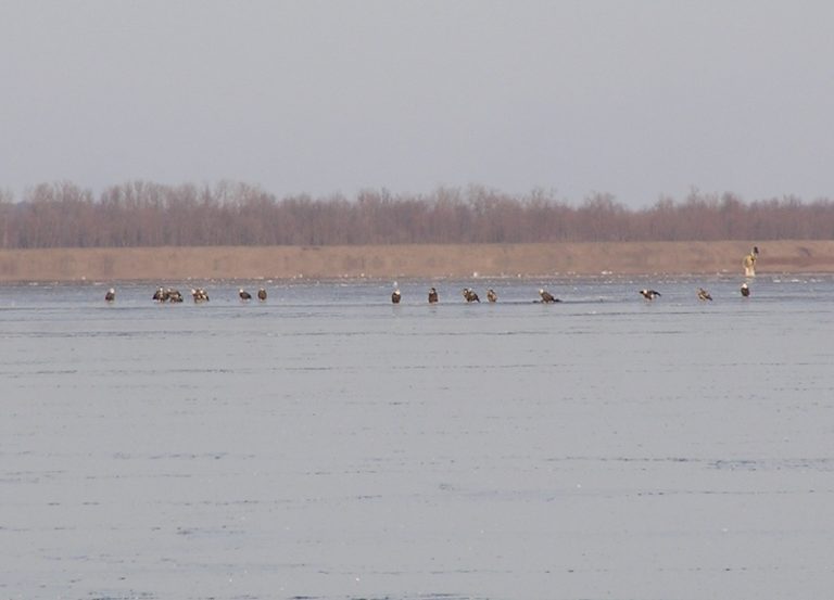 Outdoor Illinois Journal: Eagles Abound at the Fulton-Mason Eagle Day ...