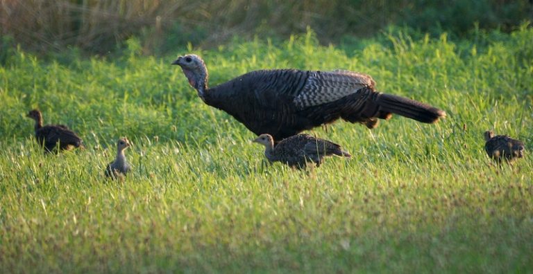 Outdoor Illinois Journal: 2025 Spring Wild Turkey Hunting Season Preview