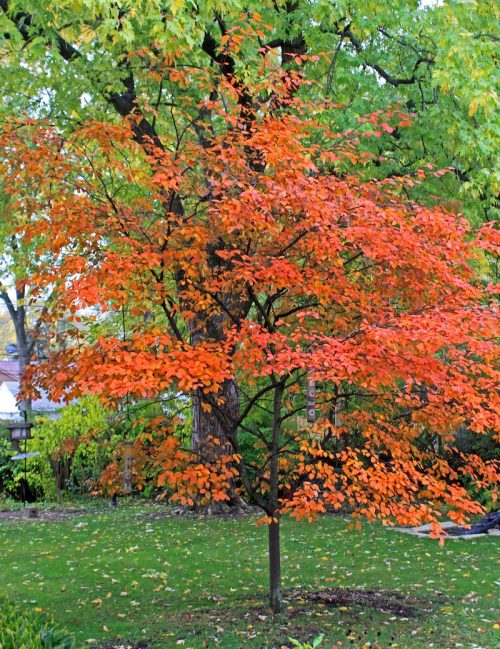 Outdoor Illinois Journal: Serviceberry: A native plant for all seasons