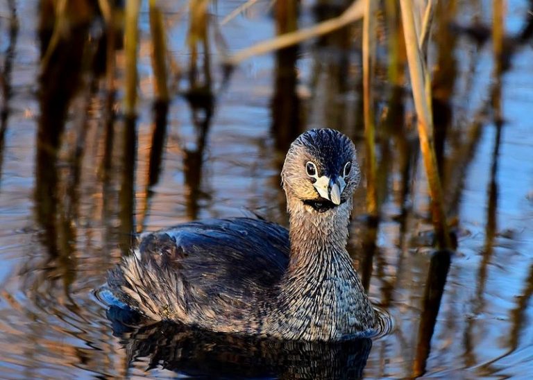Outdoor Illinois Journal: The Pied-billed Grebe