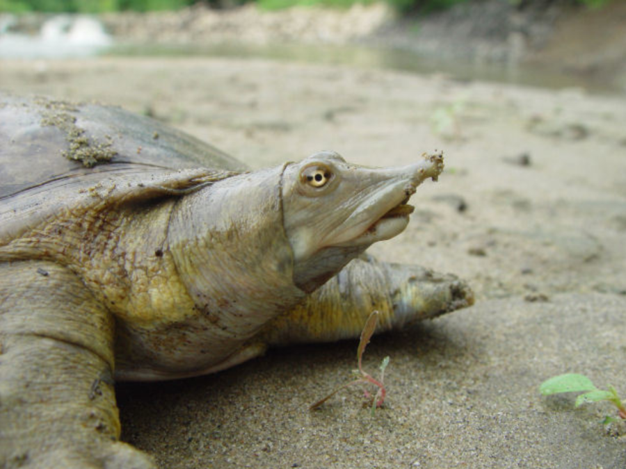 Outdoor Illinois Journal: Smooth Softshell Turtles: A Focal Species of ...